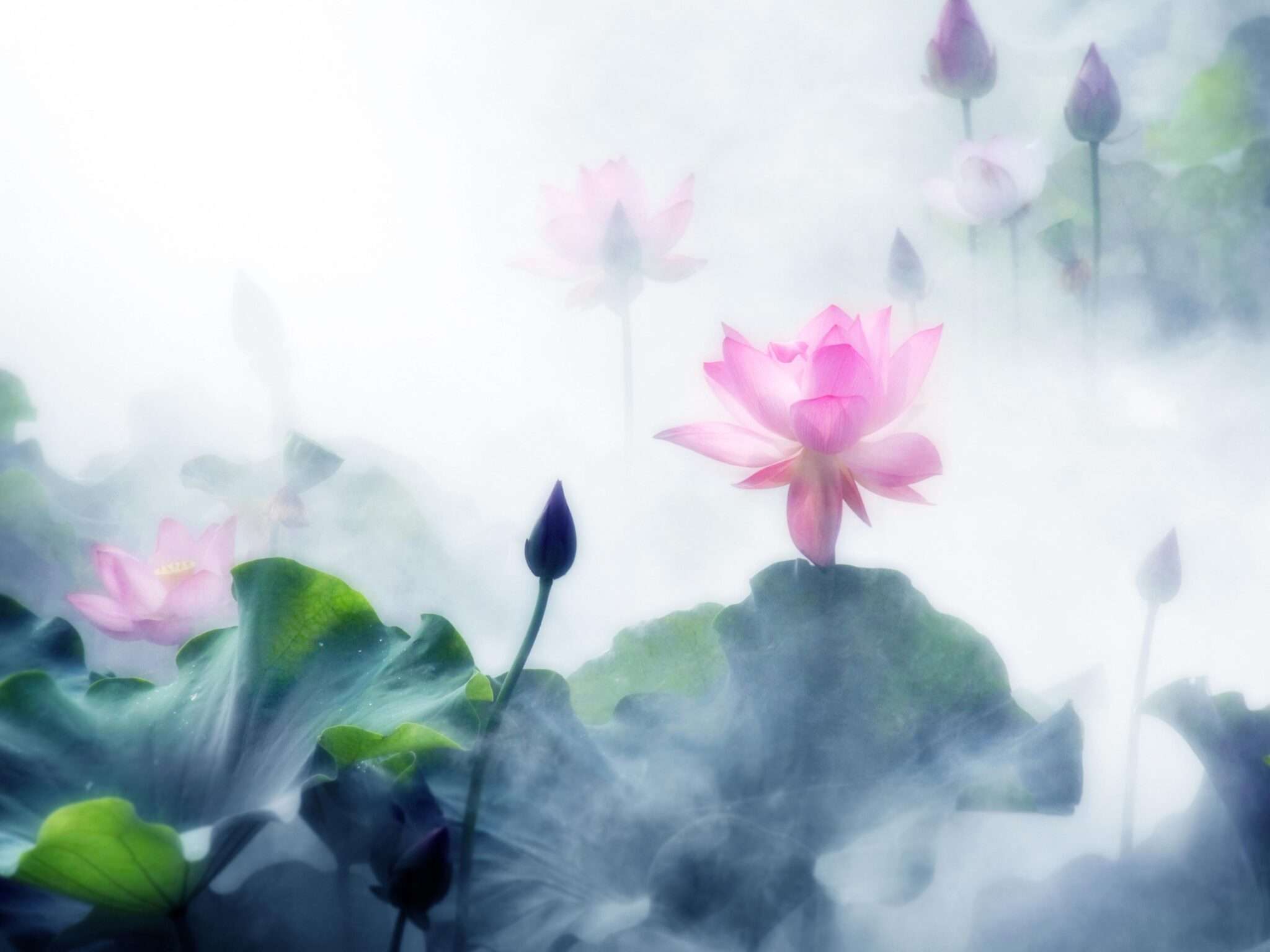 Music: Lotus Song - Traditional Instruments - The Middle Land