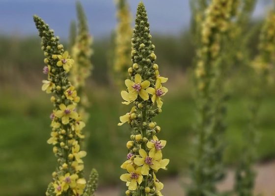 Flying Rockets in Ancient China - The Middle Land